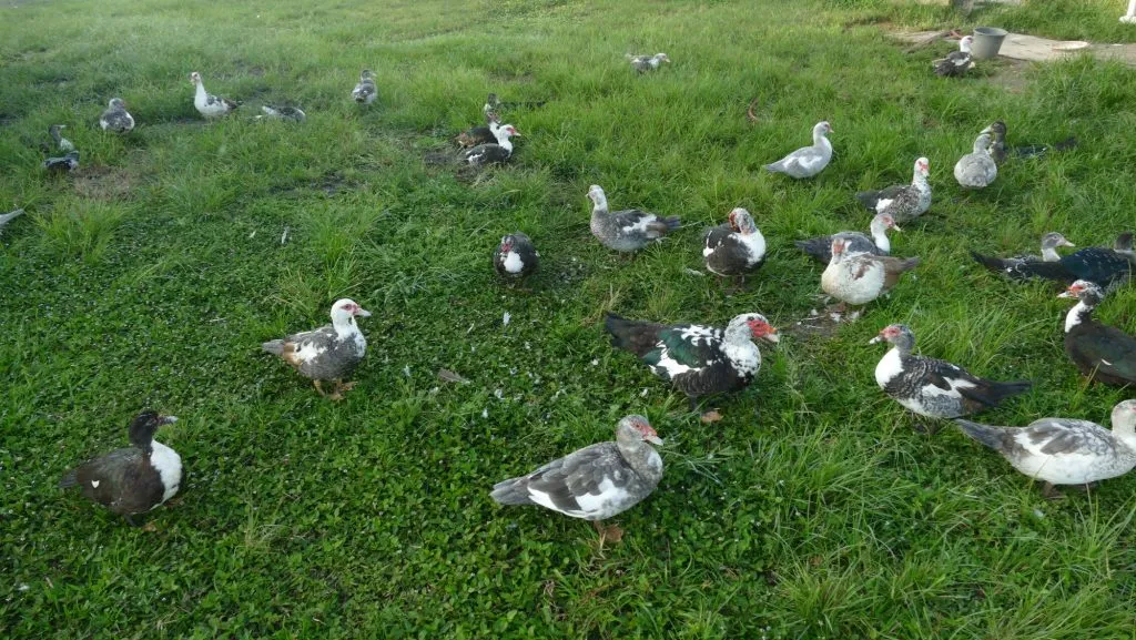 A Group of Ducks is Called a Herd...Right? 15+ Words For A Group of ...