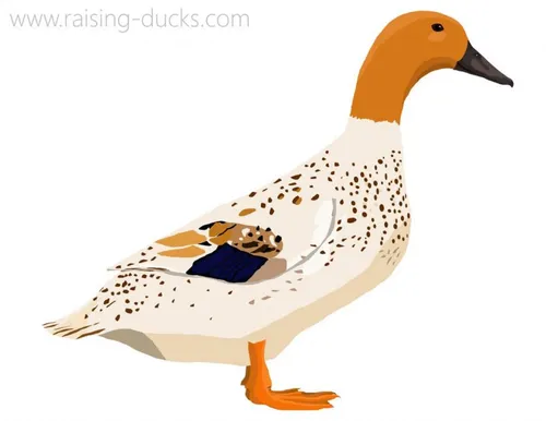 The Duck Breed Guide — Raising Ducks