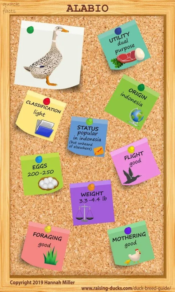 The Alabio duck: a unique Indonesian duck breed — Raising Ducks