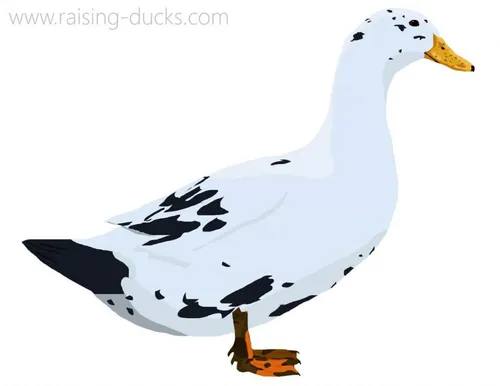 The Duck Breed Guide — Raising Ducks