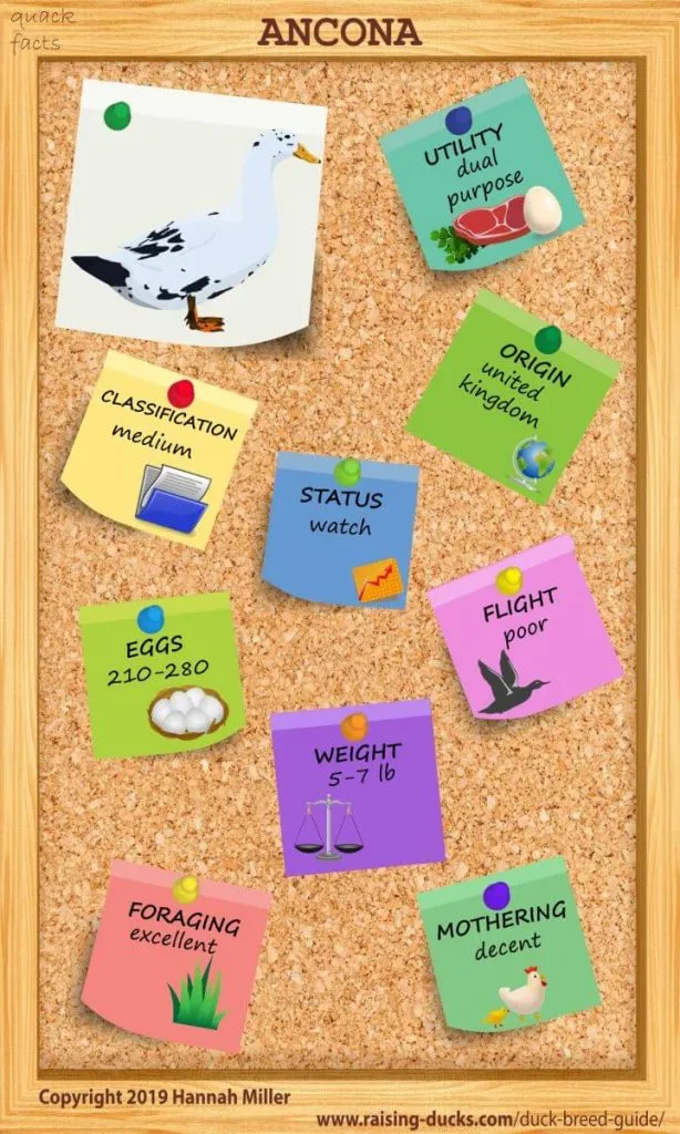 Ancona Duck: Complete Breed Guide — Raising Ducks
