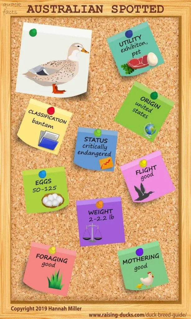 Australian Spotted Duck — Raising Ducks