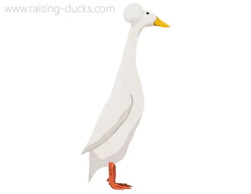 The Duck Breed Guide — Raising Ducks
