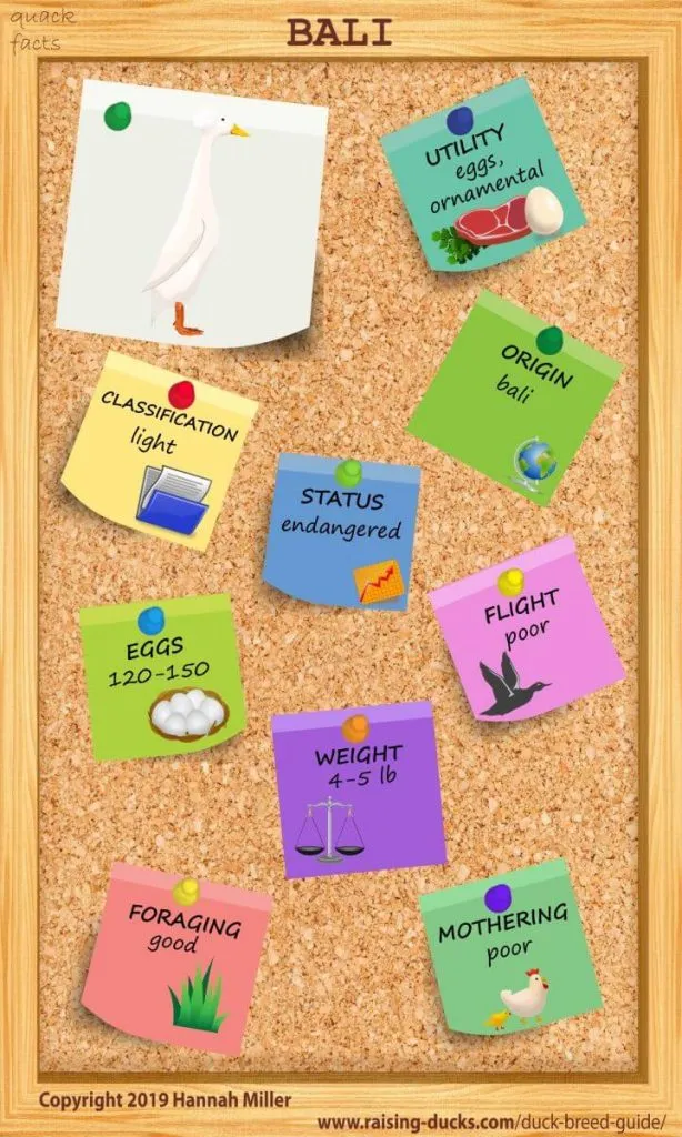 Bali Duck: Complete Breed Guide — Raising Ducks