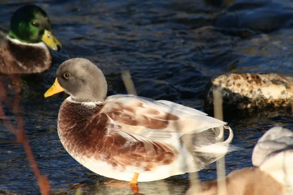 The Call duck: breed guide — Raising Ducks