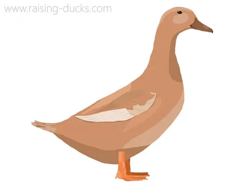 The Duck Breed Guide — Raising Ducks