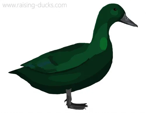 The Duck Breed Guide — Raising Ducks