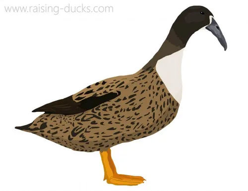 The Duck Breed Guide — Raising Ducks