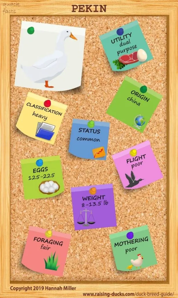Pekin Duck: Complete Breed Guide — Raising Ducks