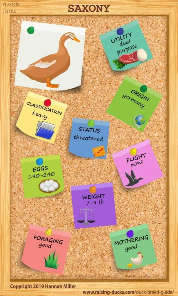 Saxony Duck — Raising Ducks