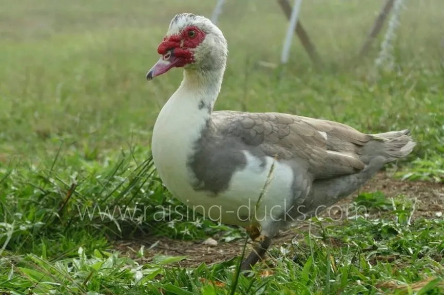 10 Effective Ways To Sex Your Muscovy Duck (With Pictures) — Raising Ducks