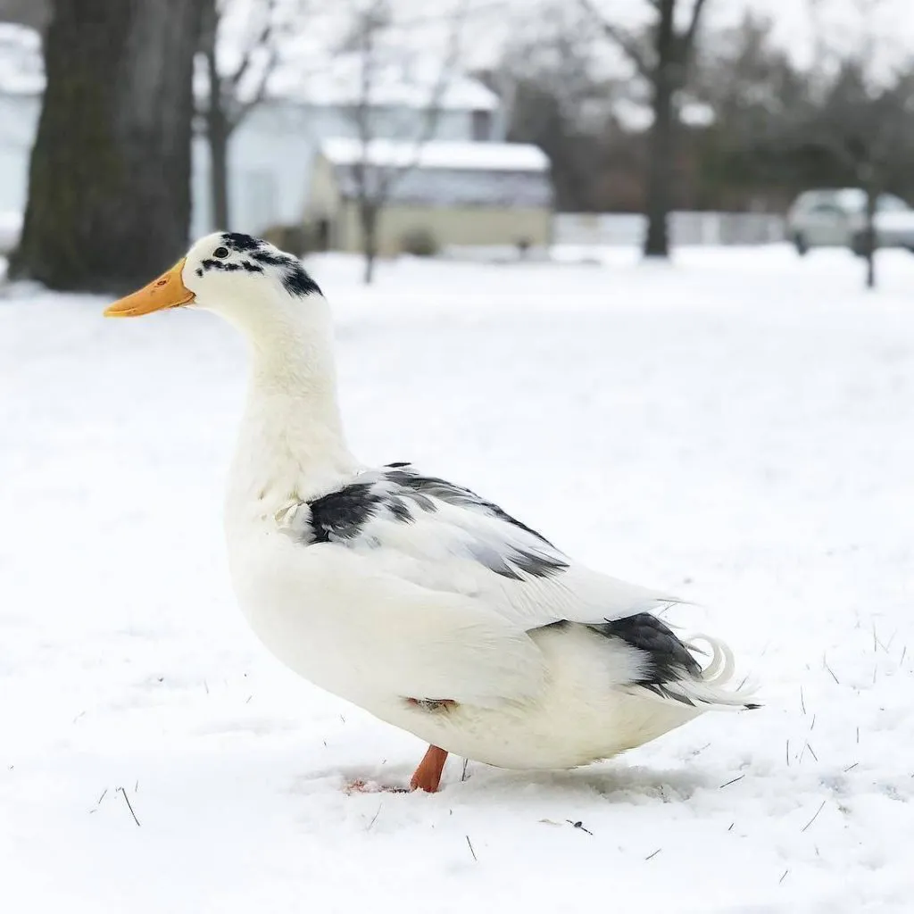 Ancona Duck: Complete Breed Guide — Raising Ducks