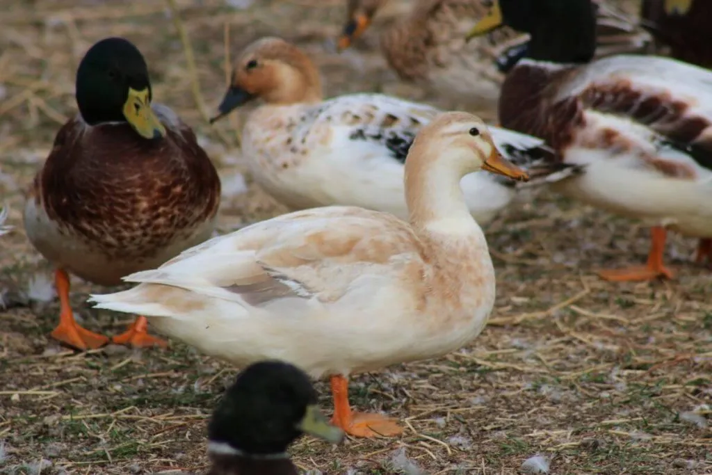 Australian Spotted Duck — Raising Ducks