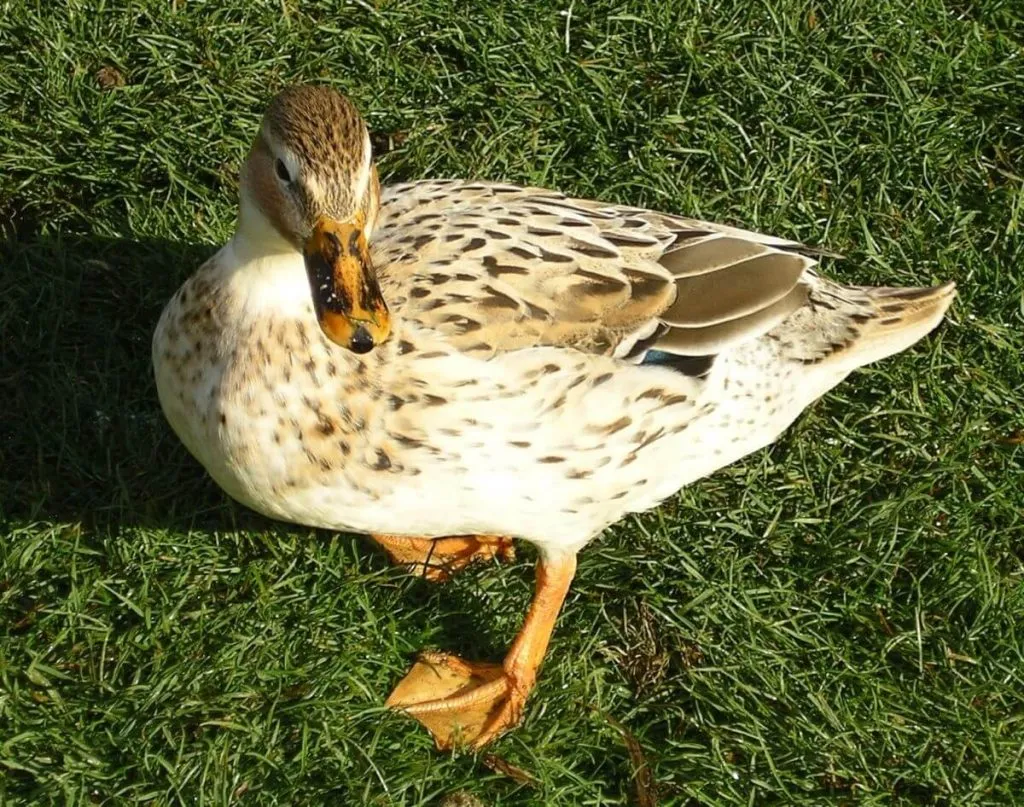 Australian Spotted Duck — Raising Ducks