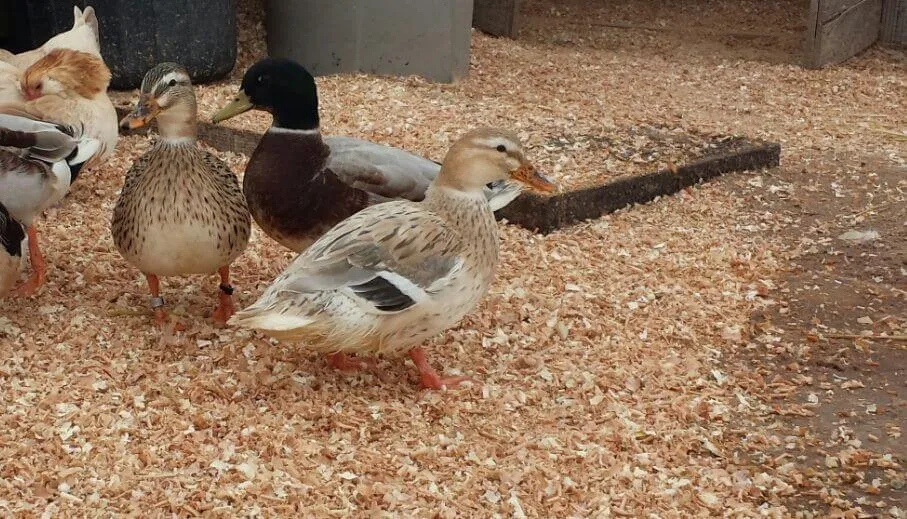 Australian Spotted Duck — Raising Ducks
