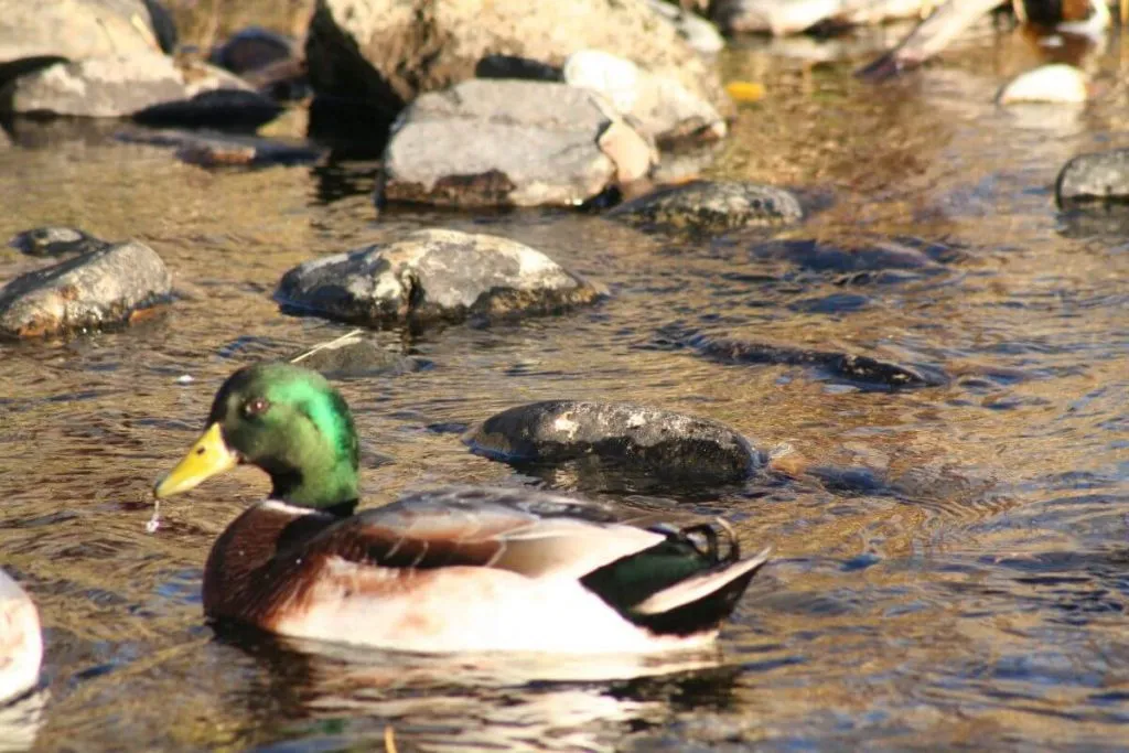 Australian Spotted Duck — Raising Ducks