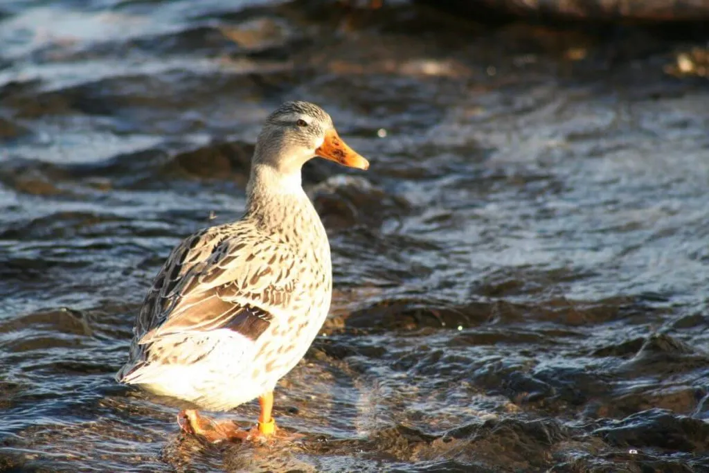 Australian Spotted Duck — Raising Ducks