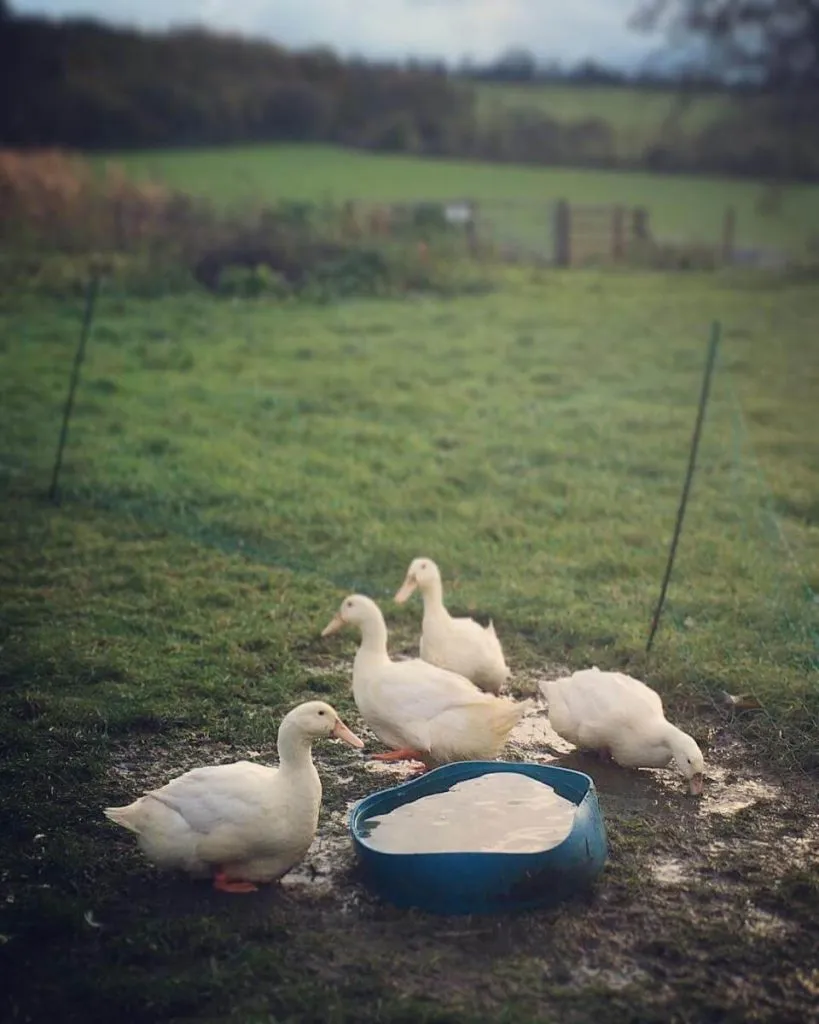 Aylesbury Duck — Raising Ducks