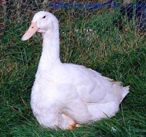 Pekin Duck: Complete Breed Guide — Raising Ducks