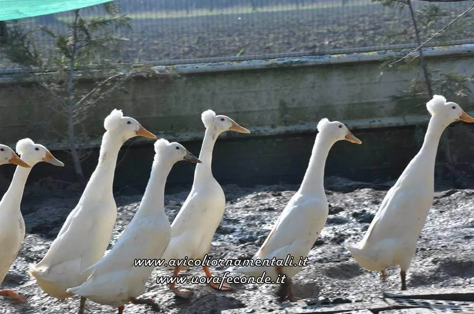 Bali Duck: Complete Breed Guide — Raising Ducks