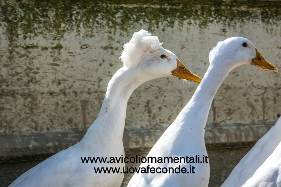 Bali Duck: Complete Breed Guide — Raising Ducks