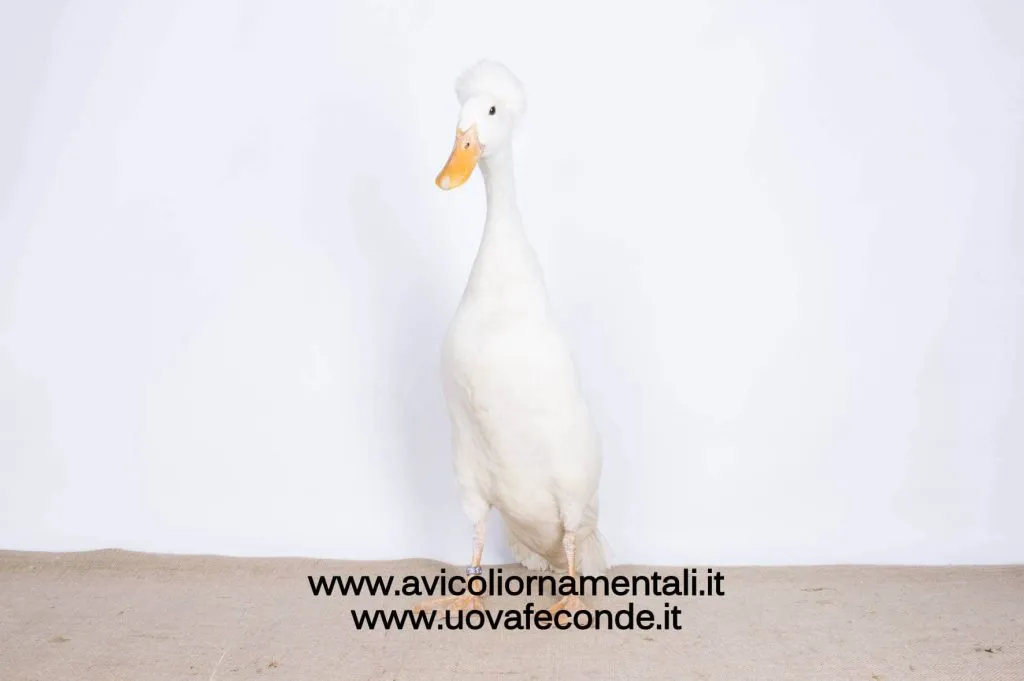 Bali Duck: Complete Breed Guide — Raising Ducks