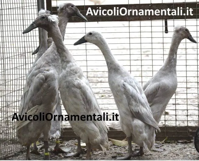 Bali Duck: Complete Breed Guide — Raising Ducks