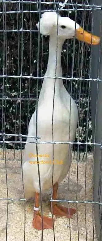 Bali Duck: Complete Breed Guide — Raising Ducks