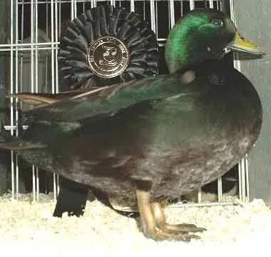 The Call duck: breed guide — Raising Ducks
