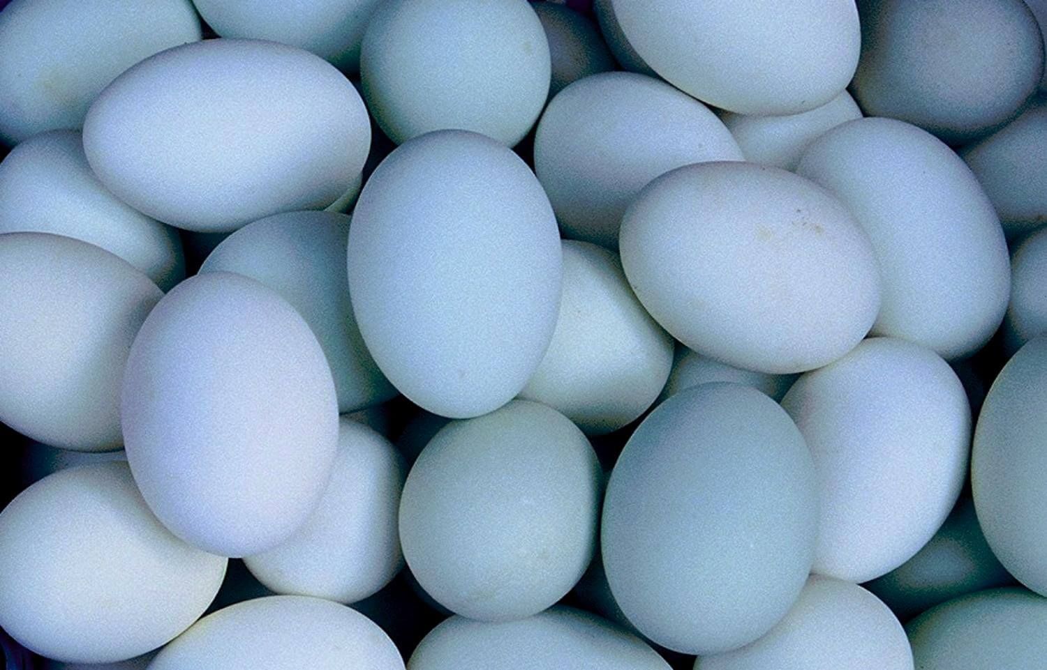 Blue Swedish Duck Eggs
