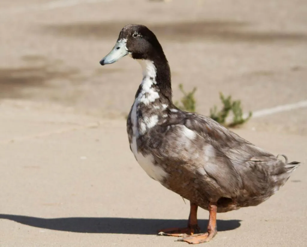 10 Best Duck Breeds for Pets (and 3 Worst) — Raising Ducks