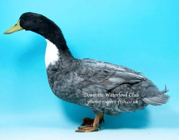 Blue Swedish Duck: Complete Breed Guide — Raising Ducks