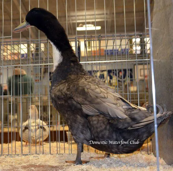 Blue Swedish Duck: Complete Breed Guide — Raising Ducks