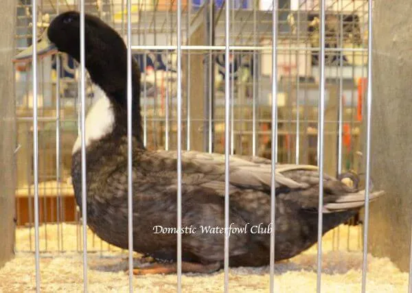Blue Swedish Duck: Complete Breed Guide — Raising Ducks