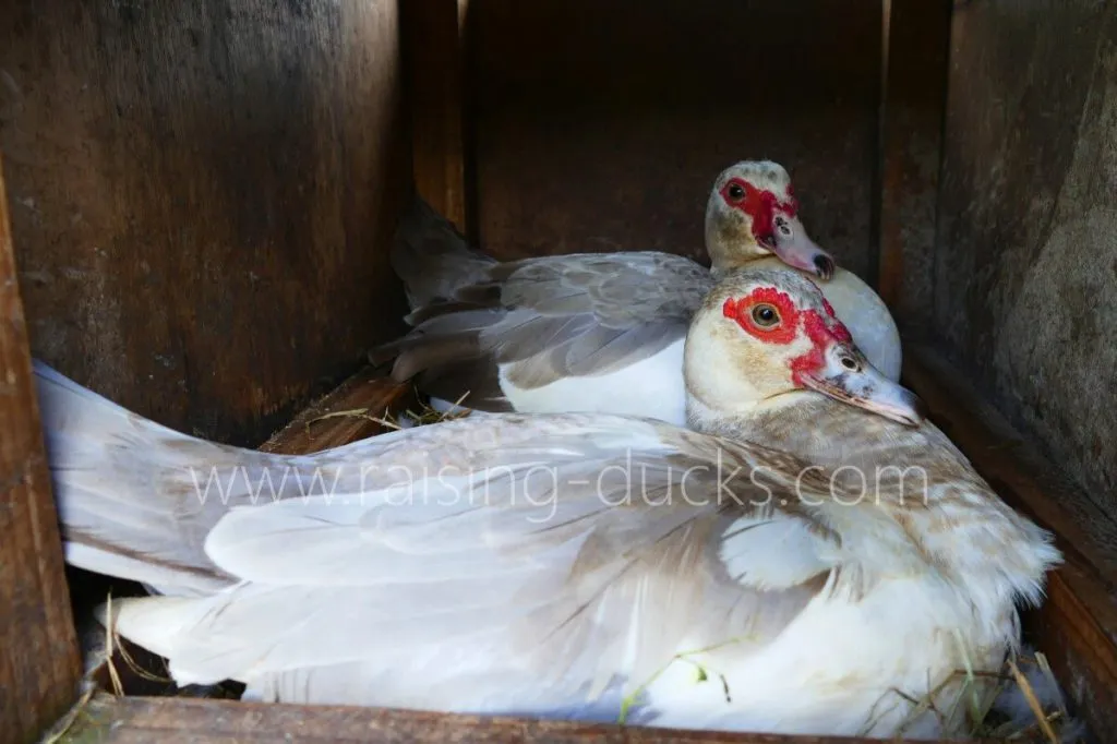Muscovy Duck — Raising Ducks