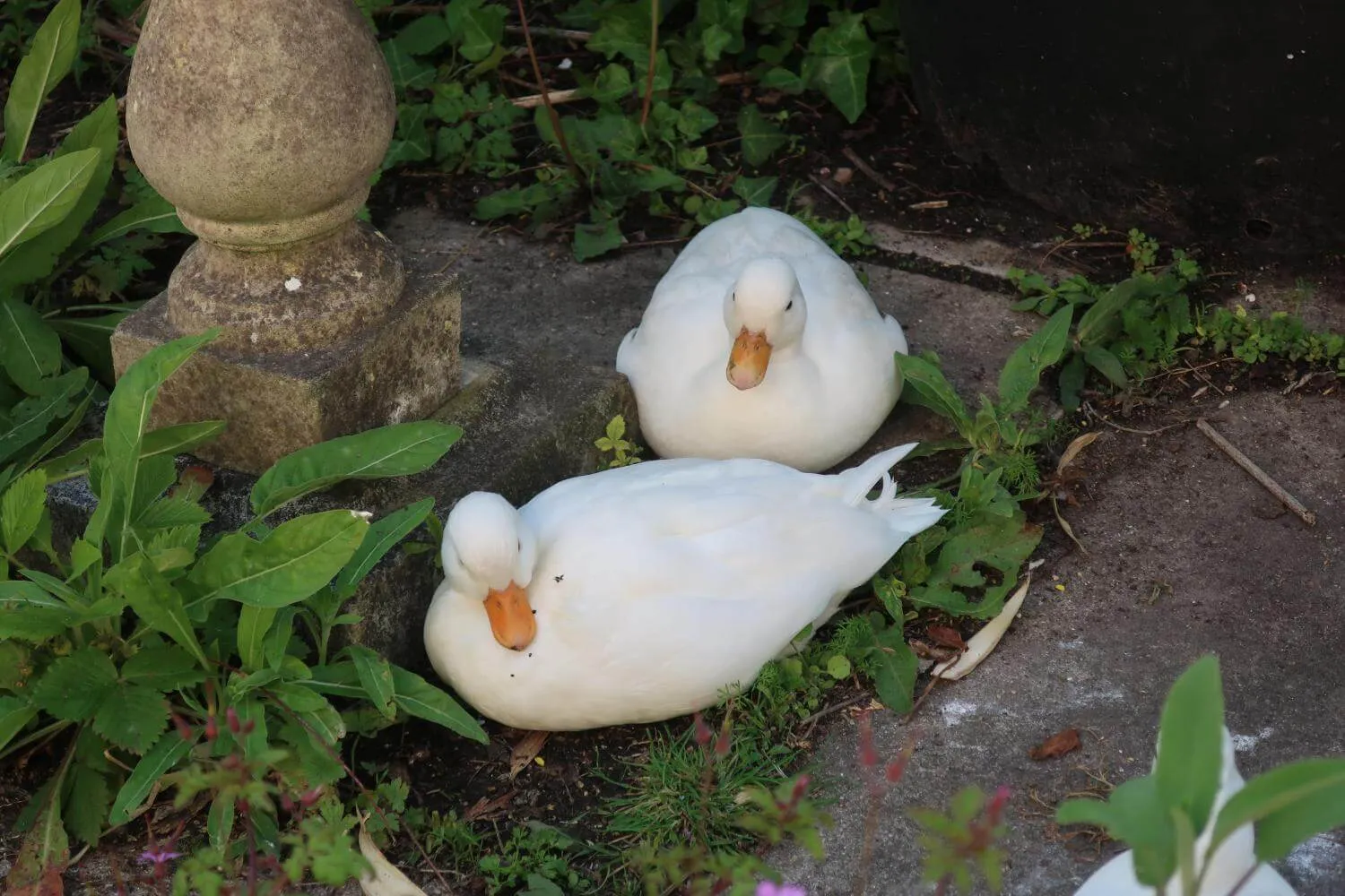 The Call duck: breed guide — Raising Ducks