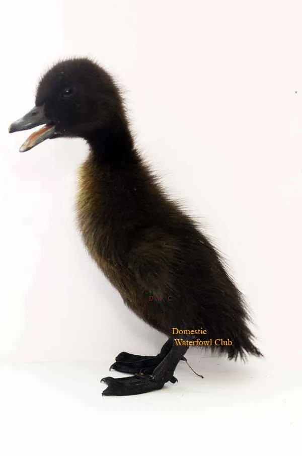Cayuga Duck: Complete Breed Guide — Raising Ducks