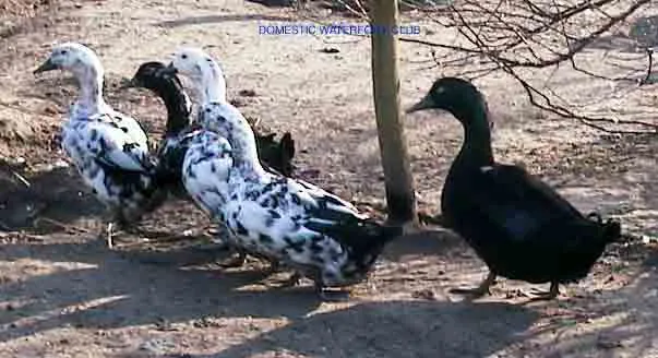 Cayuga Duck: Complete Breed Guide — Raising Ducks