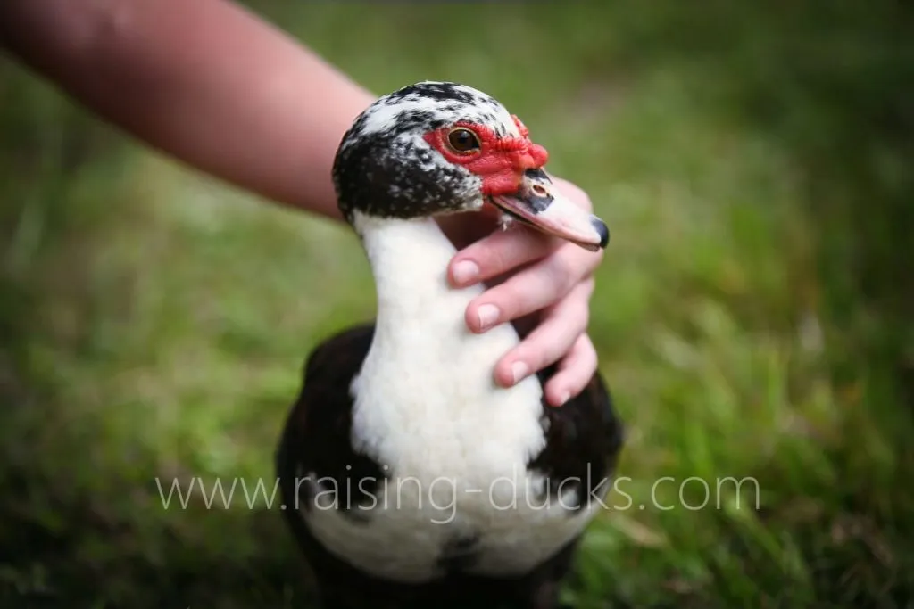 Pet Ducks: 10 Things You MUST Know Before Getting Some — Raising Ducks