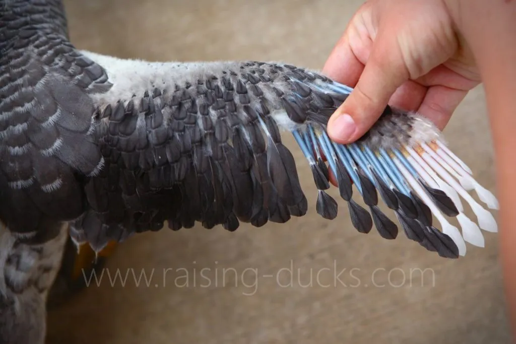 10 Effective Ways To Sex Your Muscovy Duck (With Pictures) — Raising Ducks