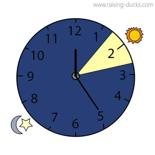 Why aren't my ducks laying eggs? 15 reasons — Raising Ducks