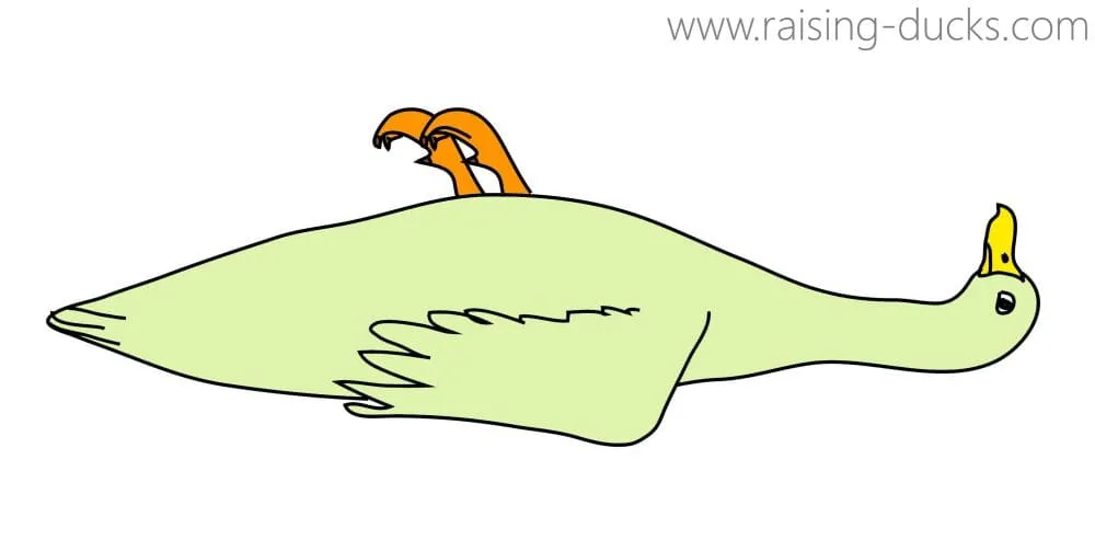 Why aren't my ducks laying eggs? 15 reasons — Raising Ducks