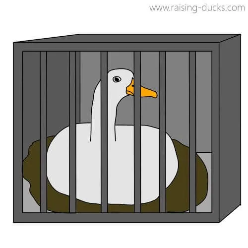 Why aren't my ducks laying eggs? 15 reasons — Raising Ducks