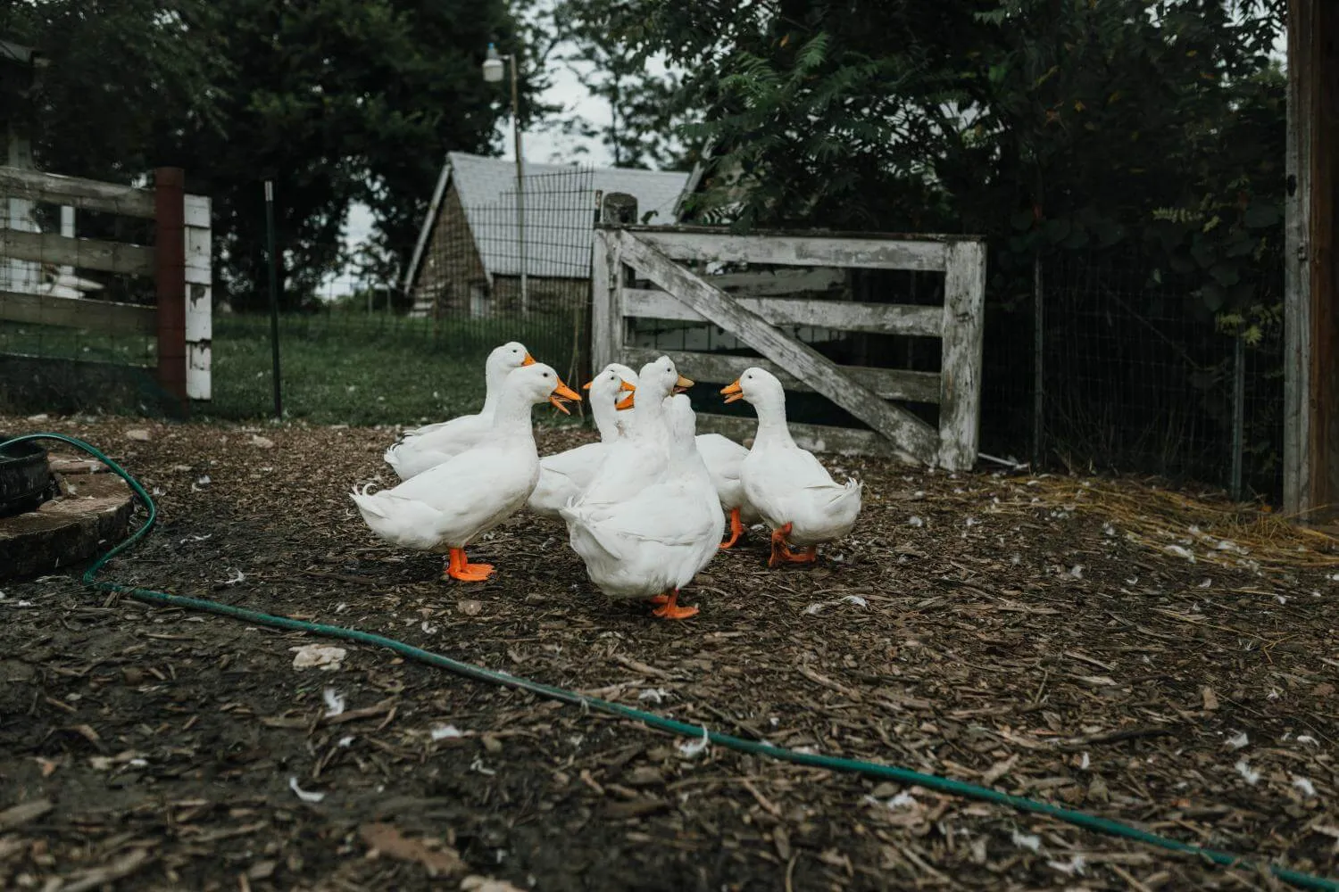 6 Things to Think About Before Getting Your First Ducks — Raising Ducks