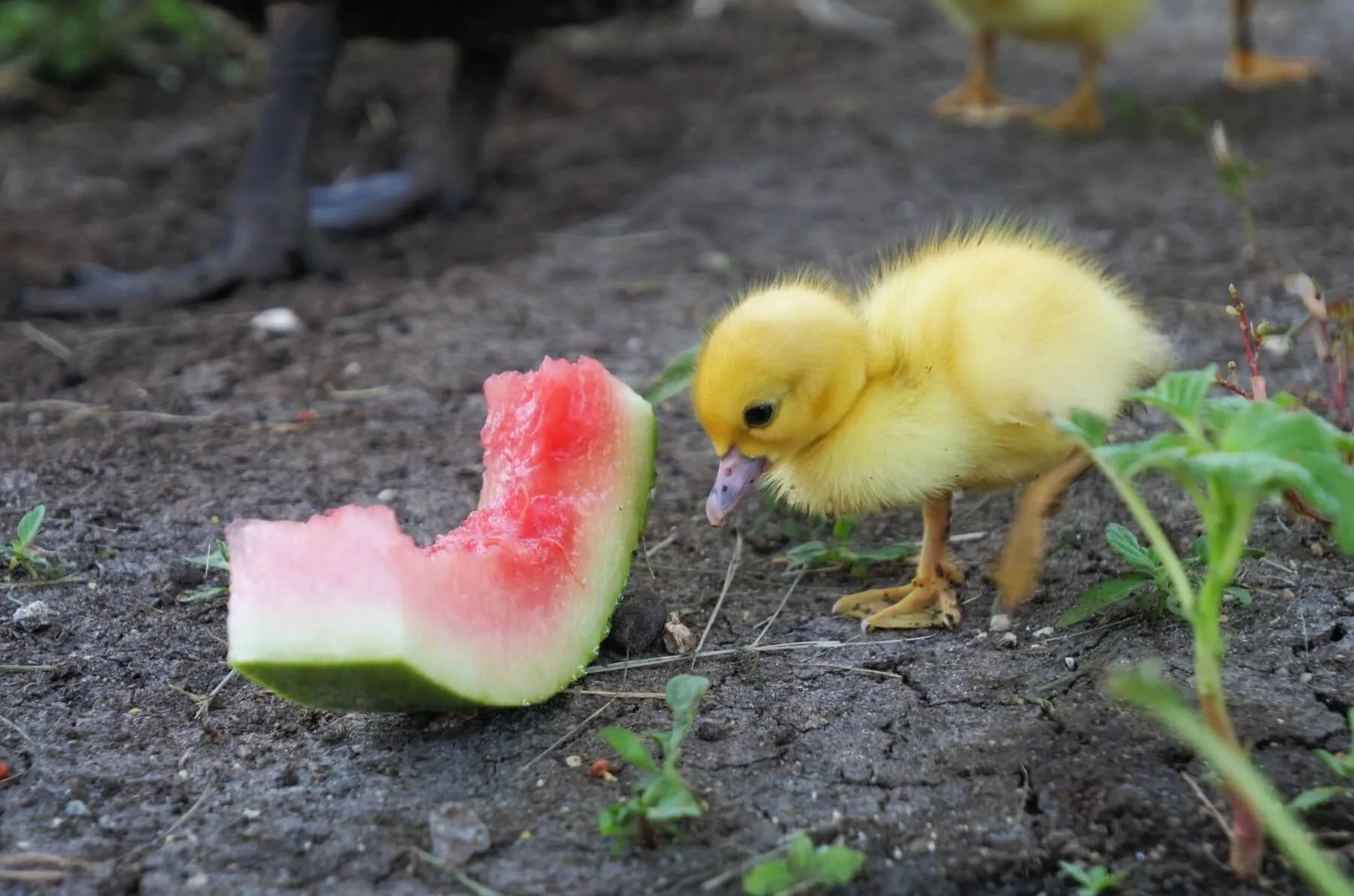 How to Feed Ducklings — Raising Ducks