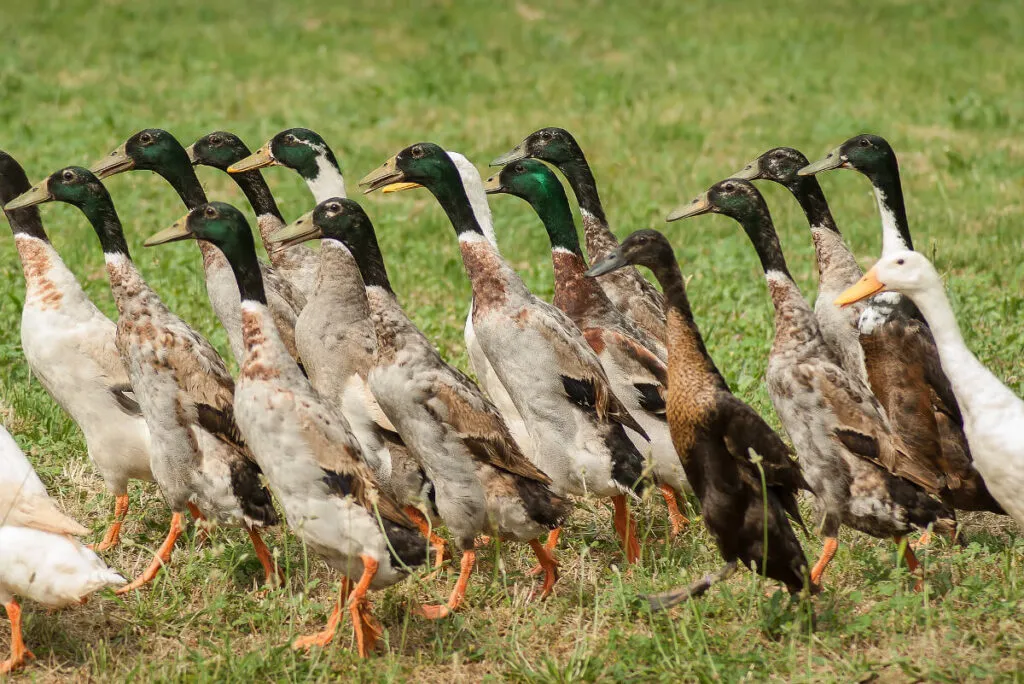 5 Ways to Deal With Extra Drakes — Raising Ducks