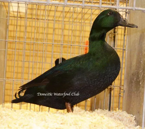 East Indies Duck — Raising Ducks
