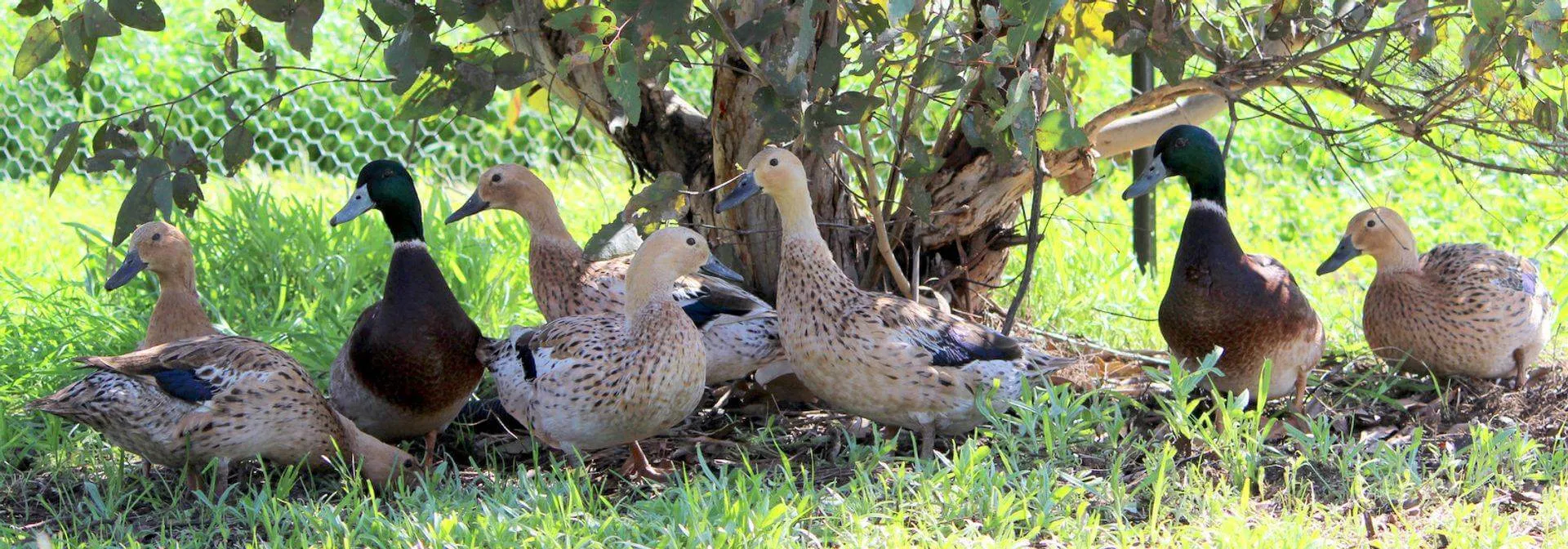 The Elizabeth duck: a little-known Australian breed — Raising Ducks