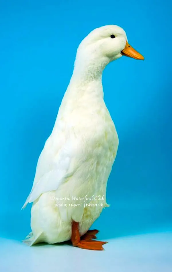 Pekin Duck: Complete Breed Guide — Raising Ducks