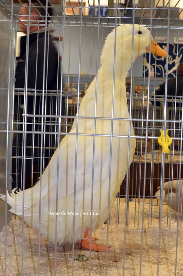 Pekin Duck: Complete Breed Guide — Raising Ducks
